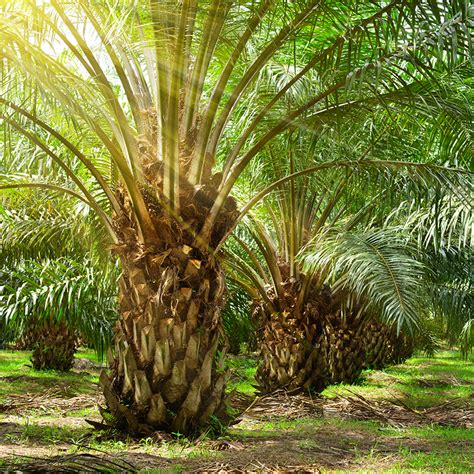 Palmsphere