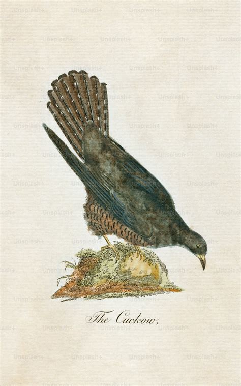 A Plate Illustration Of The Cuckow Or Cuckoo Circa 1850 Photo By Hulton Archive Getty
