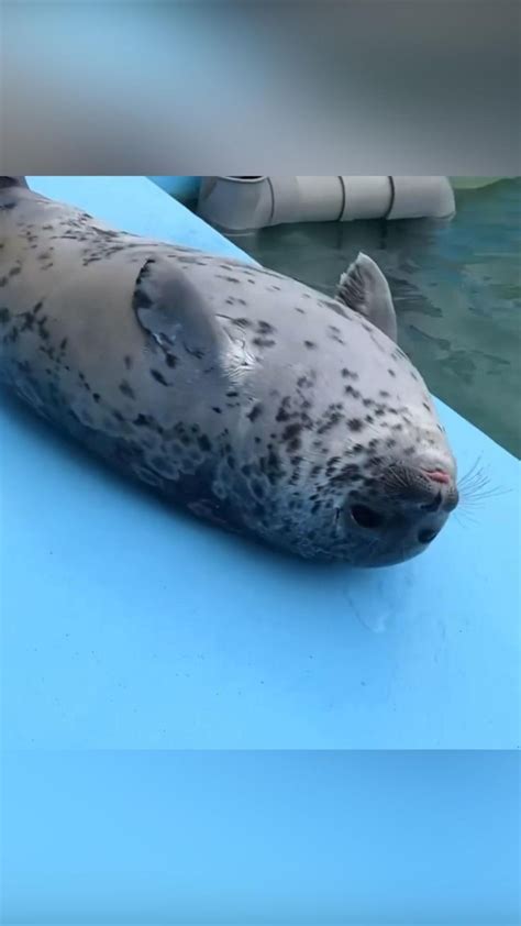 Ponsuke The Ringed Seal Snacking And Dipping