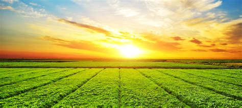 Schema Therapy Schema Therapy Egypt