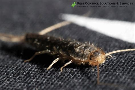Worried About Silverfish Bites Know The Facts