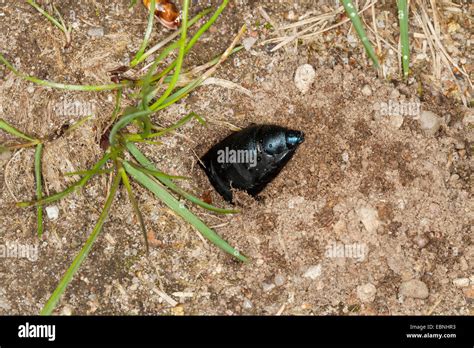 Oil Beetle Black Oil Beetle Meloe Proscarabaeus Female Burrowing