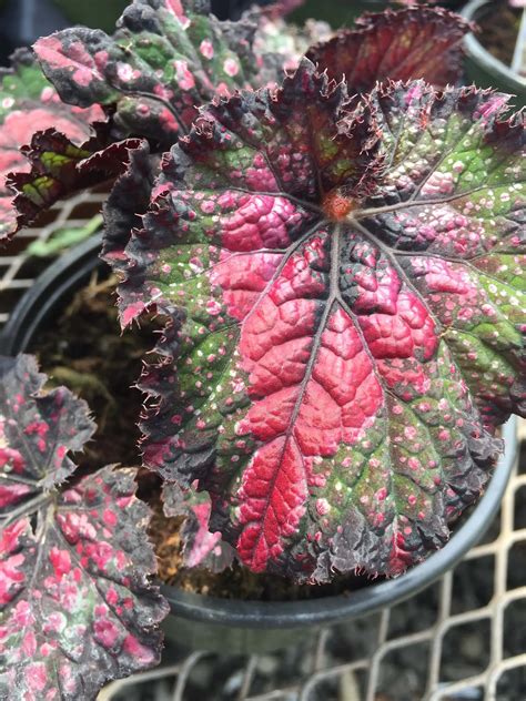 Begonia Leaf