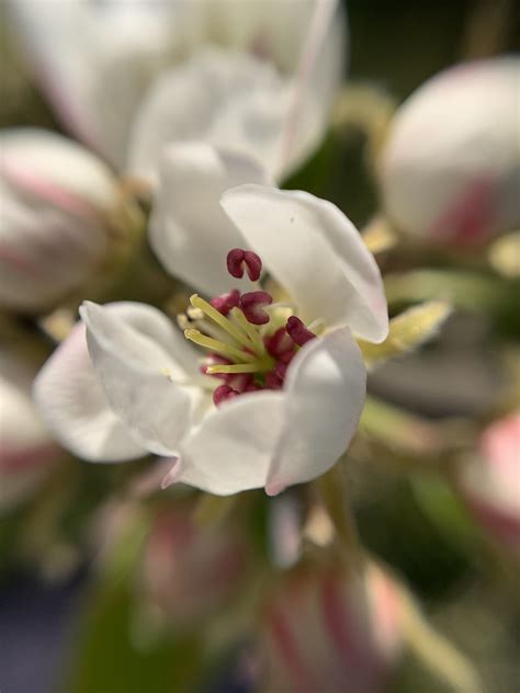 Petiole Flower Nature Free Photo On Pixabay Pixabay