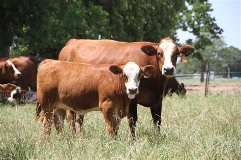 Live Oak Live Oak Beefmaster Breeders Association