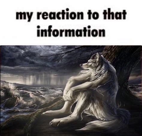 Lobo Solitario Wolf Sitting Meme Know Your Meme