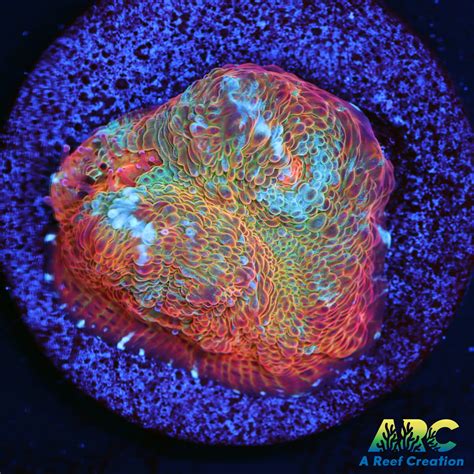 Arc Crazy Calypso Chalice A Reef Creation