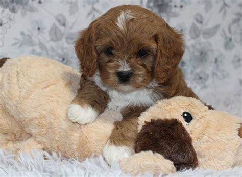 Best Fredericksburg Virginia Designer Cavapoo Puppies