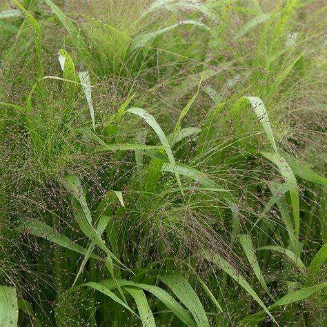 Panicum Capillare Sparkling Fountain Hagegledeno