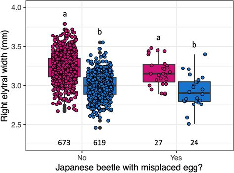 Female Pink And Male Blue Japanese Beetle Size Elytra Width