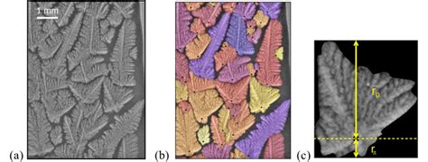Image Analysis A Dendritic Grains Trapped In Eutectic Phase B Grain Download Scientific