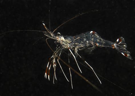 Observations By Glen Whisson · Inaturalist