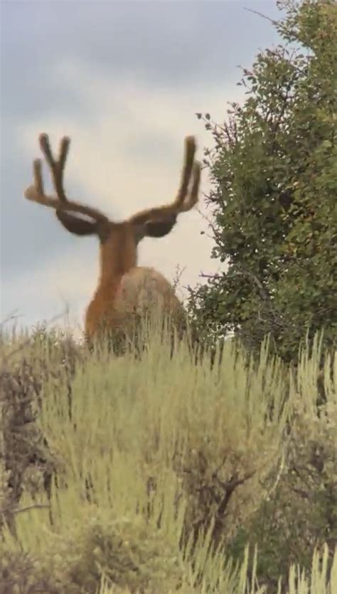 Summer Scouting The Randk Hunting Co