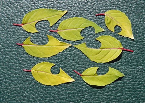 Leaf Cutter Bees Bredfield Wildlife