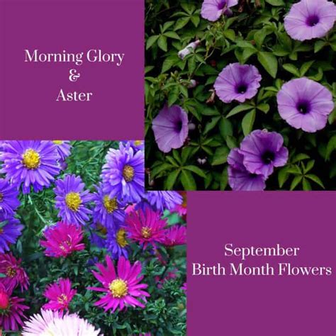 September Birth Flowers And Their Meanings Tulips And Twill