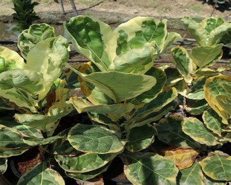 Fiddle Leaf Fig Variegated Tc Garden
