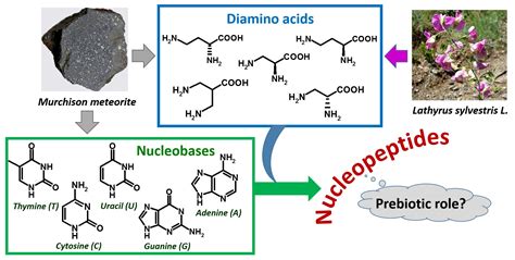 Self Assembling Nucleobase Containing Peptides Encyclopedia Mdpi