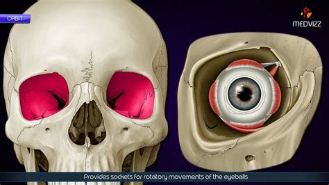 Orbit Anatomy Animation Borders Relations And Contents Mbbs 1st Year