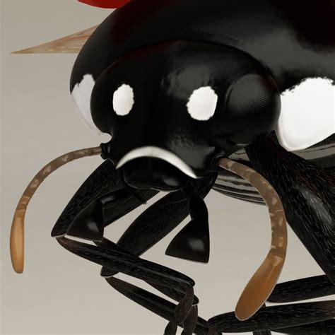 3d Ladybug Pose2 Model