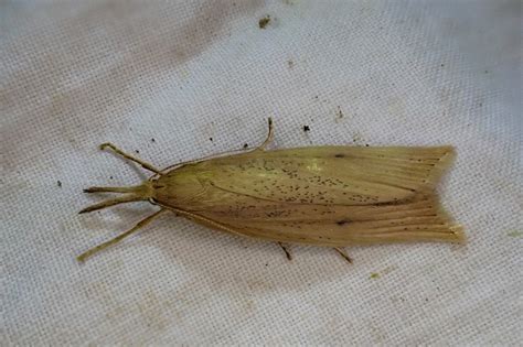 Chilo Phragmitella Naturespot