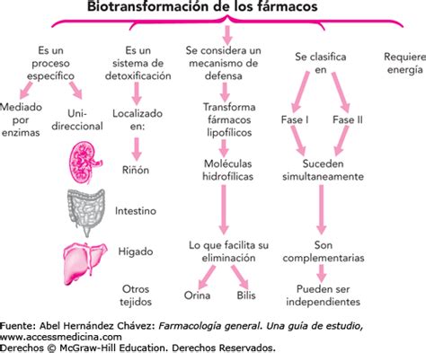 Scottxrt Metabolismo De Fármacos