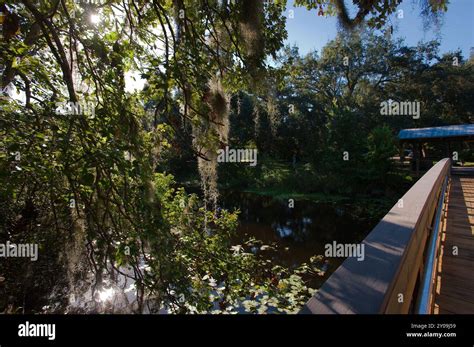 Wide View Leading Lines Down The Side Of Hiking Wood Boardwalk Nature