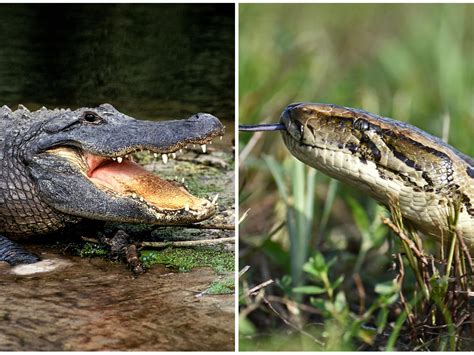 Python Eats Crocodile