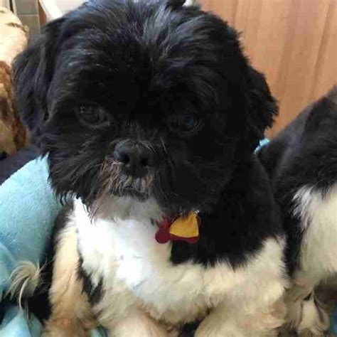 Vivvy 4 Year Old Female Shih Tzu Available For Adoption