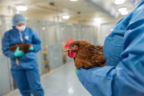 Pirbright Scientists Produce Lab Technique Which Reduces Need For