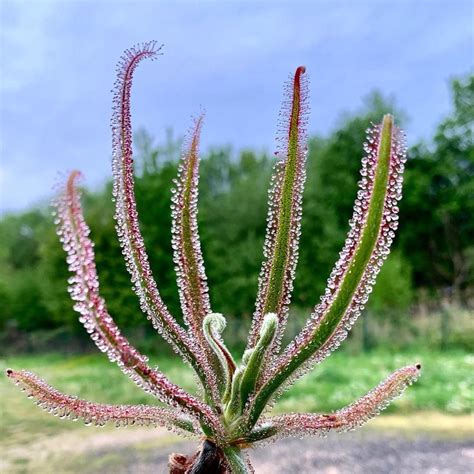 Drosera Magnifica Unique South American Carnivorous Plant