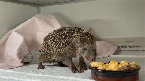„noch Einmal Satt Essen“ Trauer Um Tod Von Igel Opa Stubbe