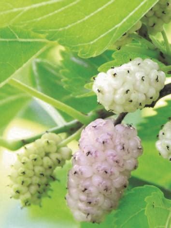 White Mulberry Tree Fast Growing And Raintree Nursery