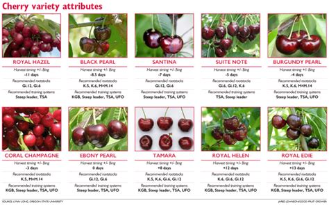 Top Cherry Varieties A Complete Guide To Sweet And Sour Strains
