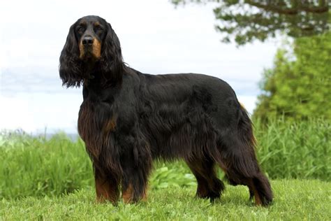 Canadian Kennel Club Club Canin Canadien