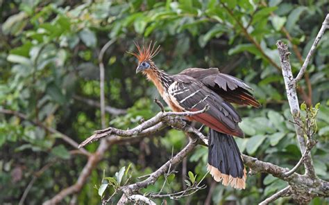 The Strange Case Of The Hoatzin A Bird With Dinosaur Like Claws Dino