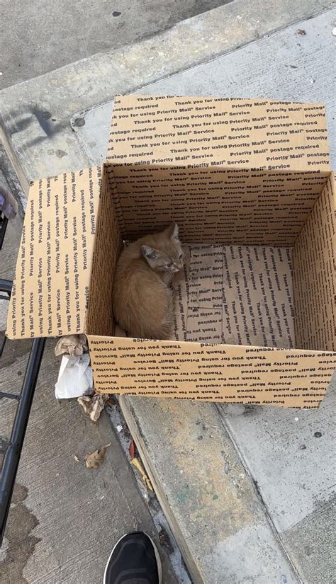 First Kitten Ringworm Alternatives R Catcare