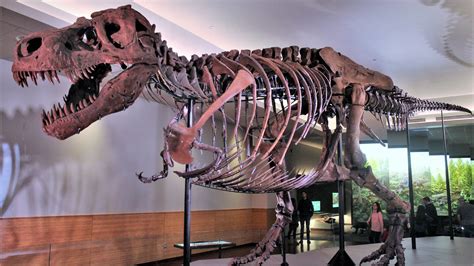 T Rex Skeleton Sue