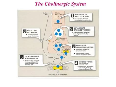 Ppt The Cholinergic System Powerpoint Presentation Free Download