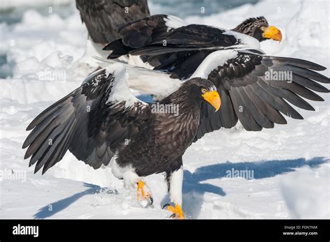 Stellers Sea Eagle Haliaeetus Pelagicus Rausu Offshore Hokkaido