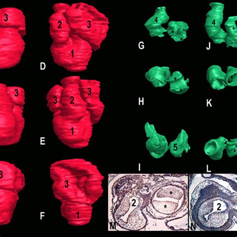 A Interpretation Of Orobranchial Cavity In Scolenaspis Signata