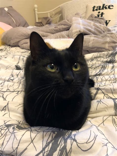 🐈‍⬛ Loaf Cat