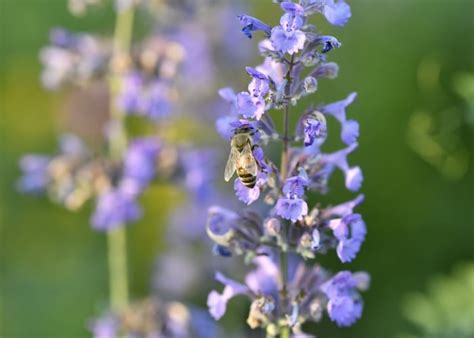35 Best Flowers That Attract Bees