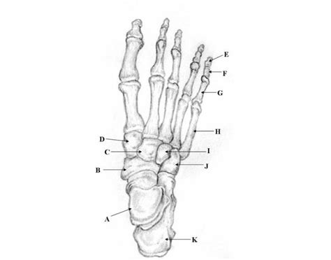 Blank Foot Bone Diagram Podiatrist Wall Art Podiatrist T Dpm