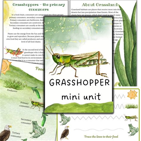 Grasshopper Mini Unit Study Grasshopper Activities Insects Study
