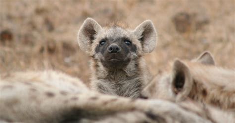 Hyena Bite Force