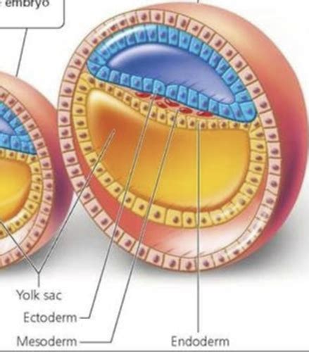 Exam 3 Content Flashcards Quizlet