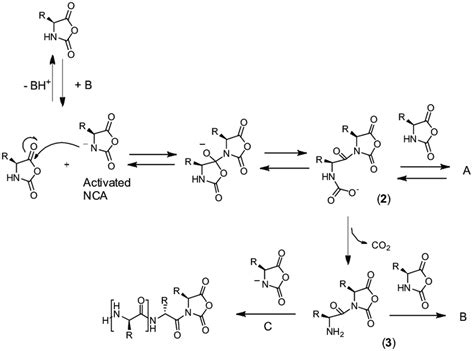 The Polymerization Of Ncas Under The Action Of Aprotic Bases Is Thought