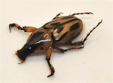 Cyclocephala Prolongata Top Insects