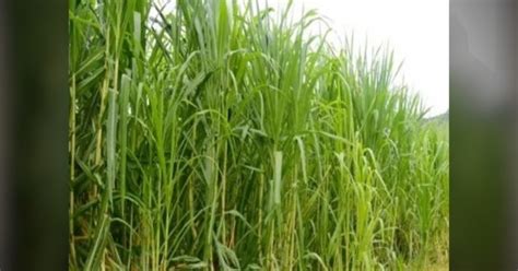 Automated Grass Charcoal Facility To Benefit Negros Farmers