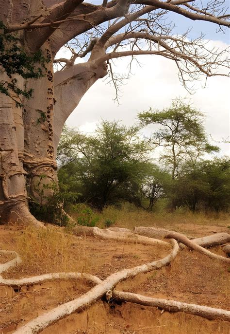 Pou Au Look At The Root System On This Baobab Tree 🌳😍